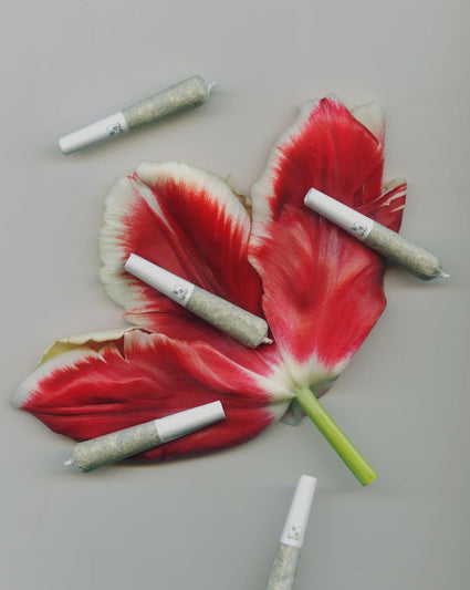 Sativa Cigarettes: 100% Whole Flower THCa 5 Pack – Pure Beauty